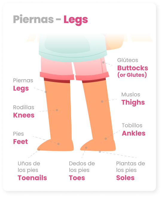 Kumon Partes Del Cuerpo Humano En Inglés